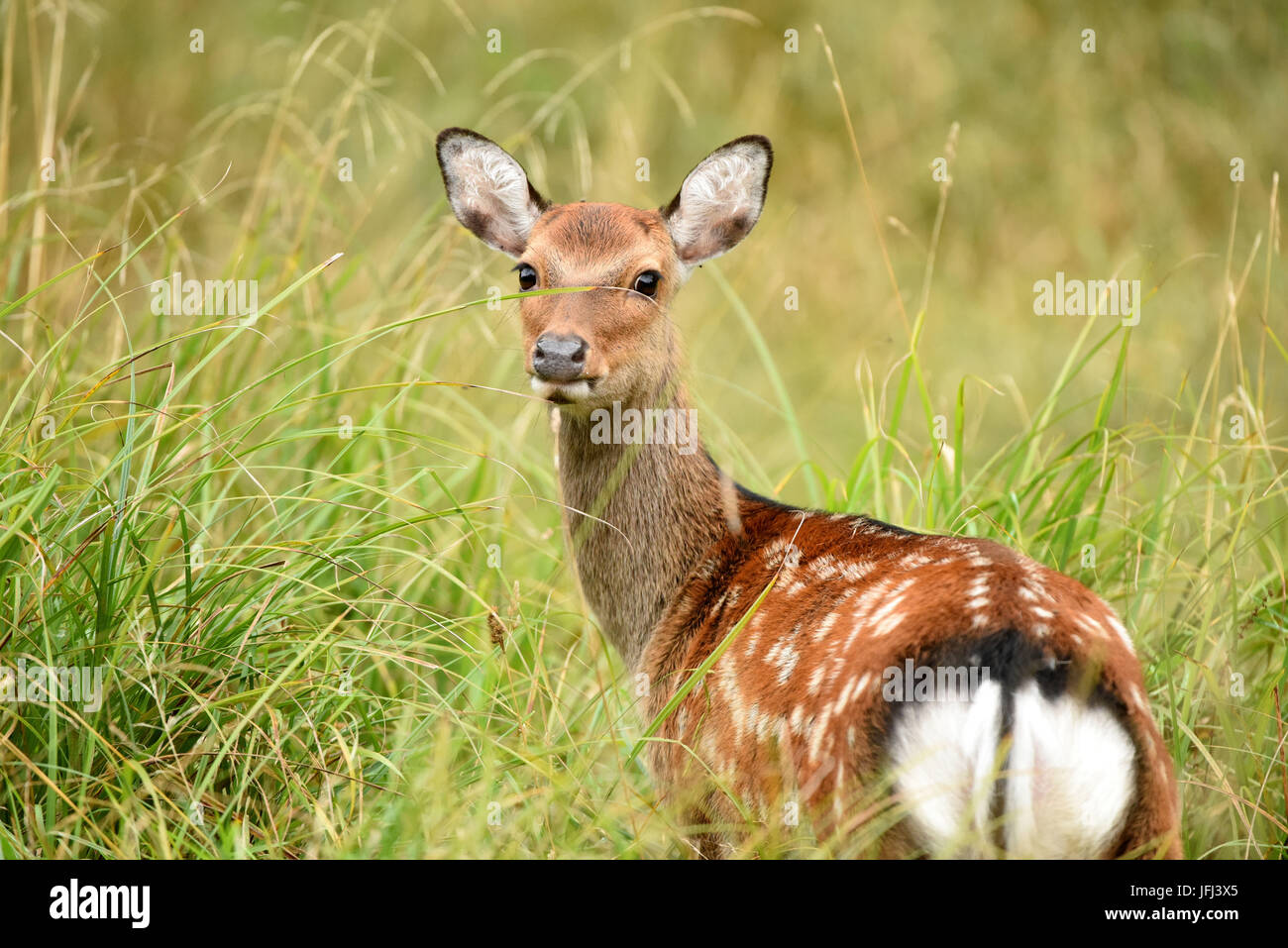 Sika deere in autumn hi-res stock photography and images - Alamy