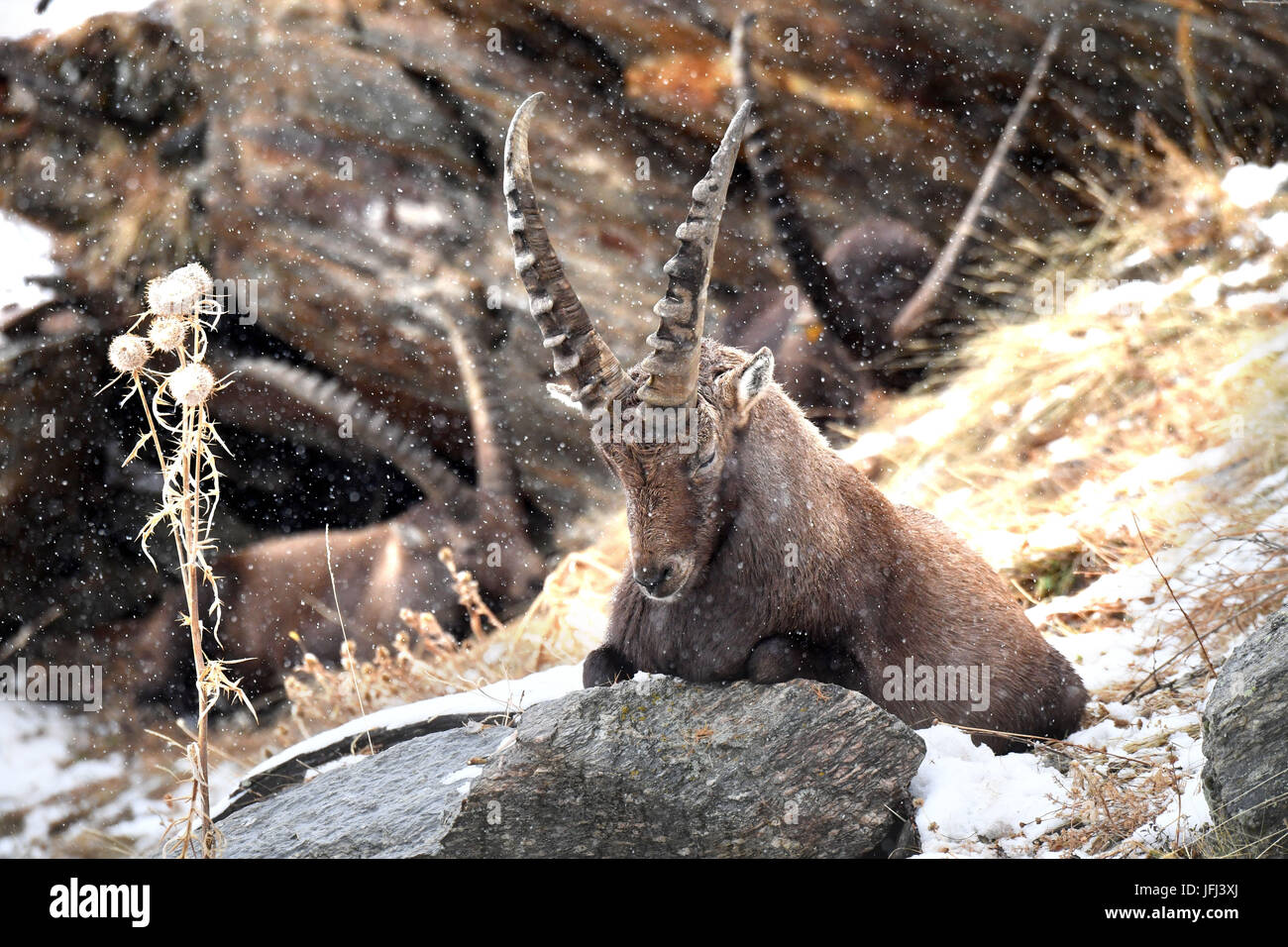 Capricorn in winter Stock Photo - Alamy