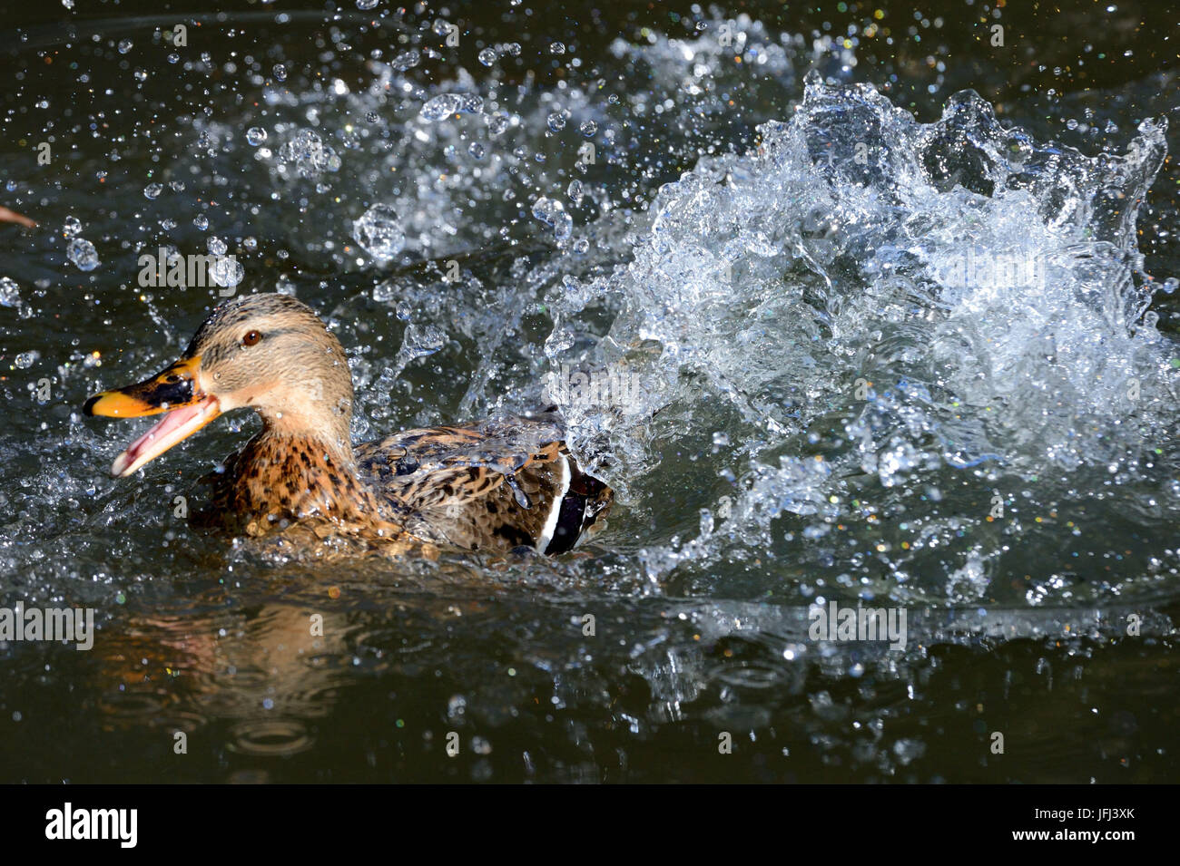 Mating season of mallards hi-res stock photography and images - Alamy