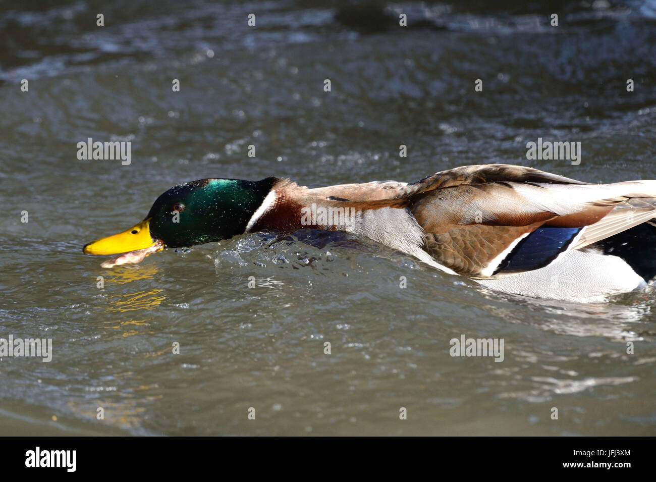 Mating season of mallards hi-res stock photography and images - Alamy