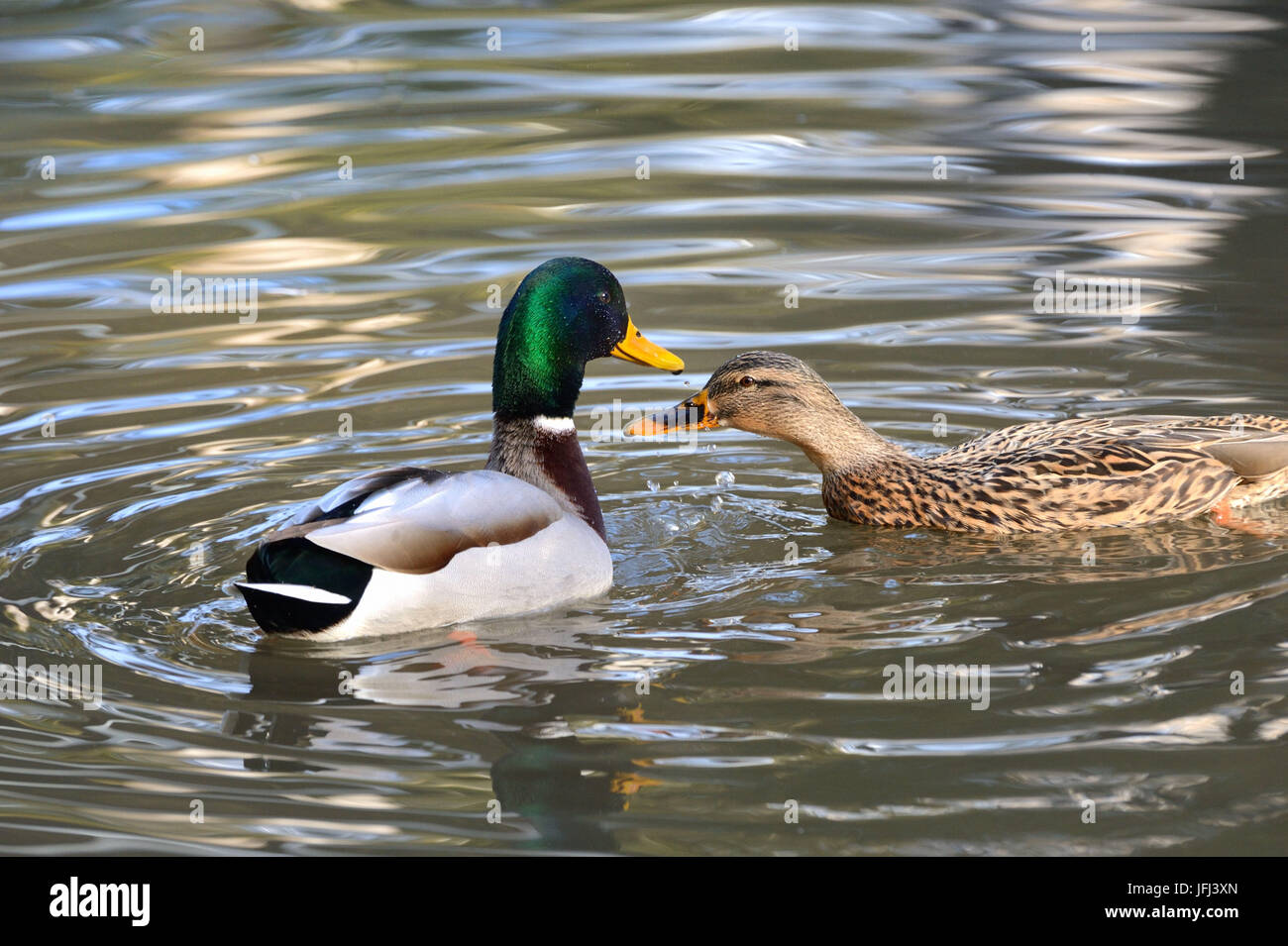 Mating season of mallards hi-res stock photography and images - Alamy