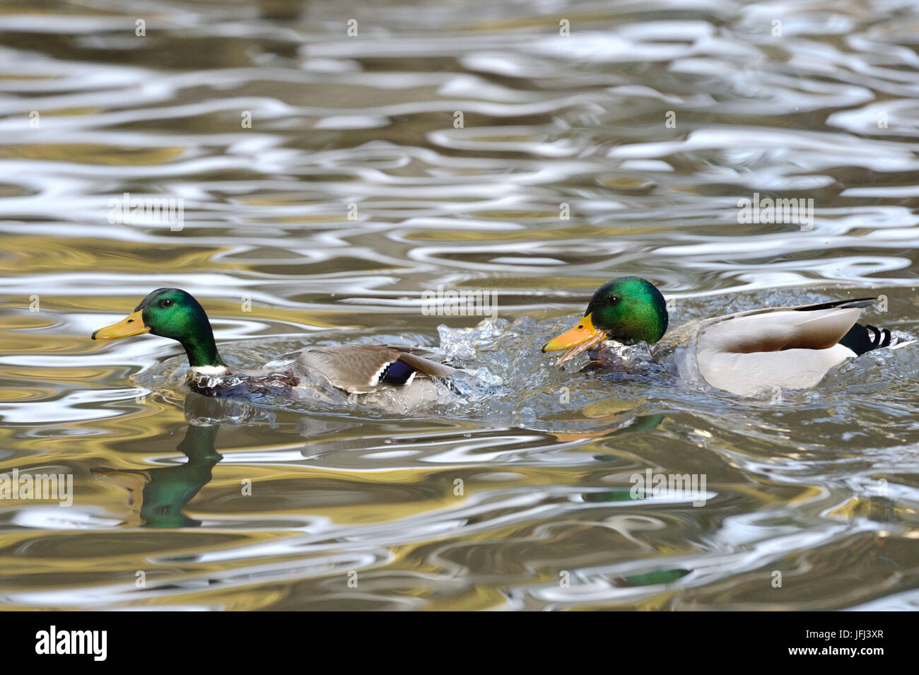 Mating season of the mallards hi-res stock photography and images - Alamy