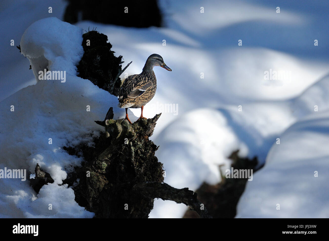 Mating season of mallards hi-res stock photography and images - Alamy