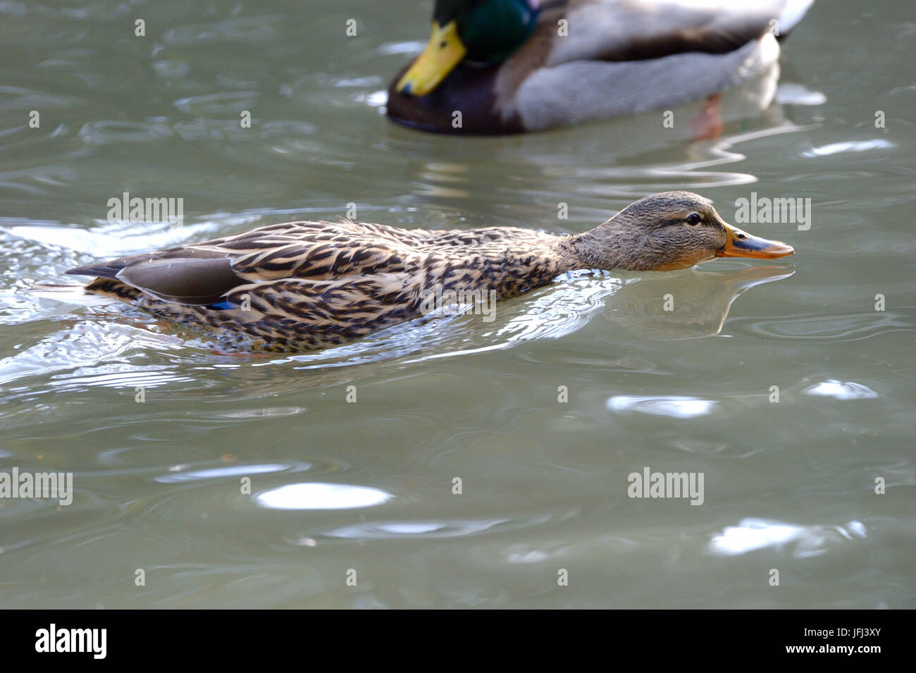 Mating season of the mallards hi-res stock photography and images - Alamy