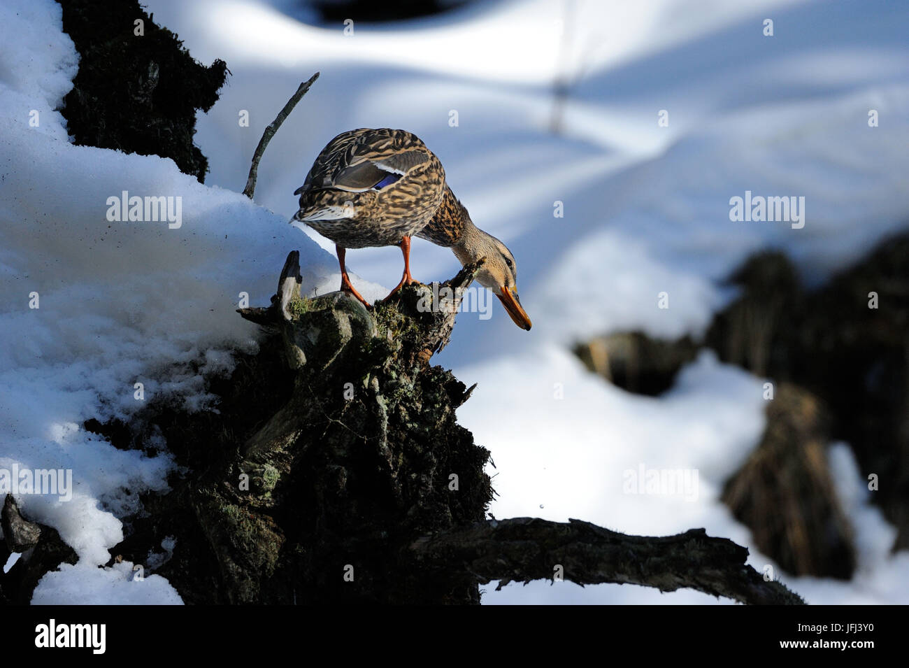 Mating season of mallards hi-res stock photography and images - Alamy
