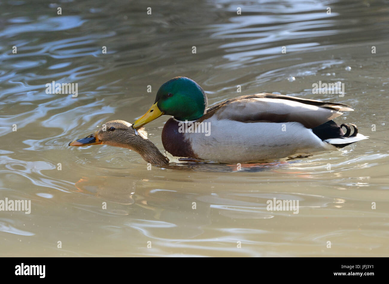 Mating season of mallards hi-res stock photography and images - Alamy