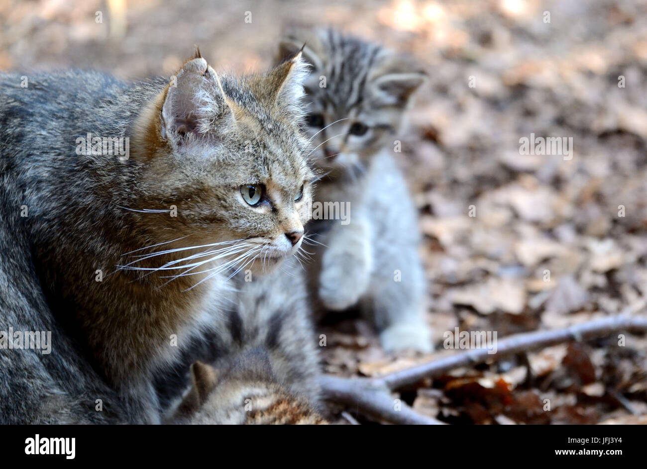 Small wildcat hi-res stock photography and images - Alamy