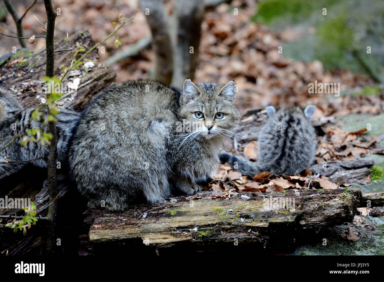 Wildcats in the spring hi-res stock photography and images - Alamy