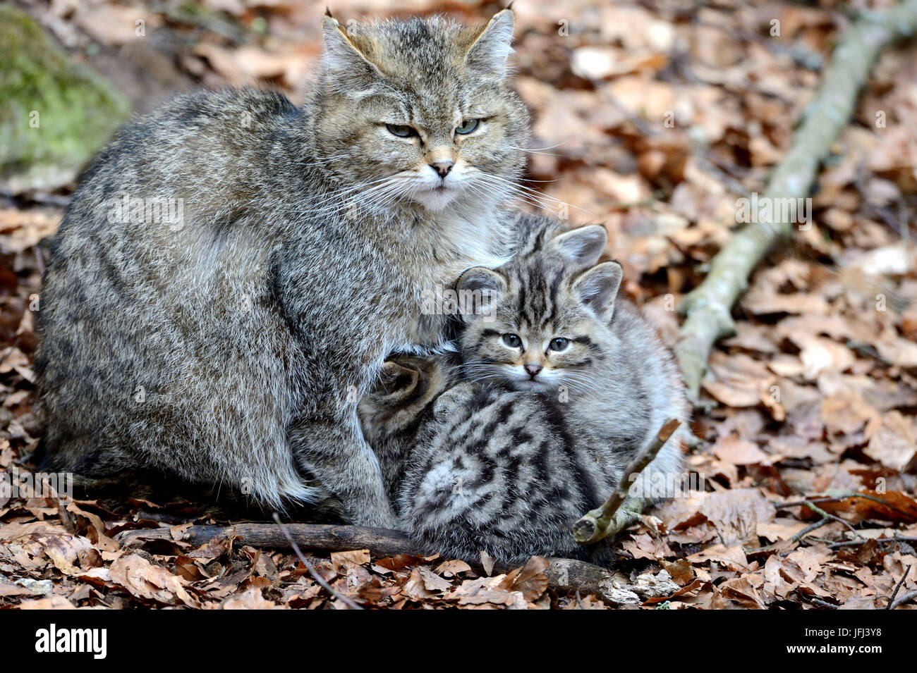 Wildcat predator game predator predators hi-res stock photography and ...