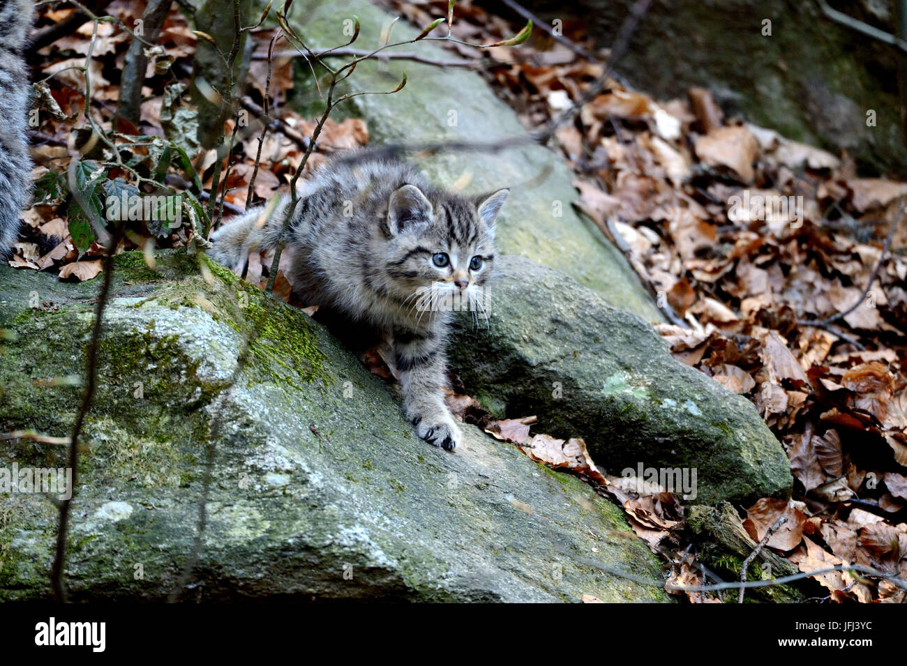 Wildcat predator game predator predators hi-res stock photography and ...