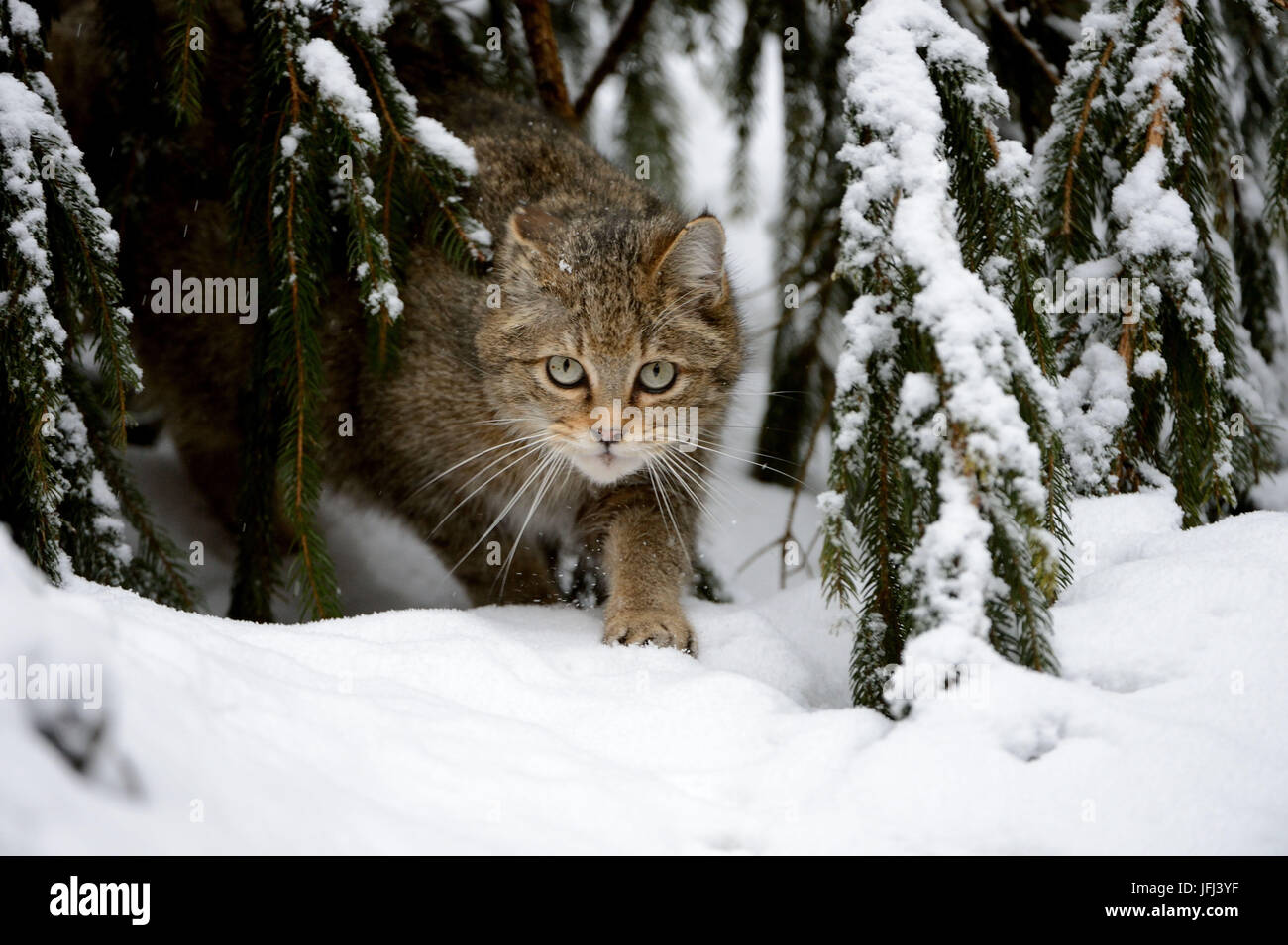 Wildcats in the snow hi-res stock photography and images - Alamy