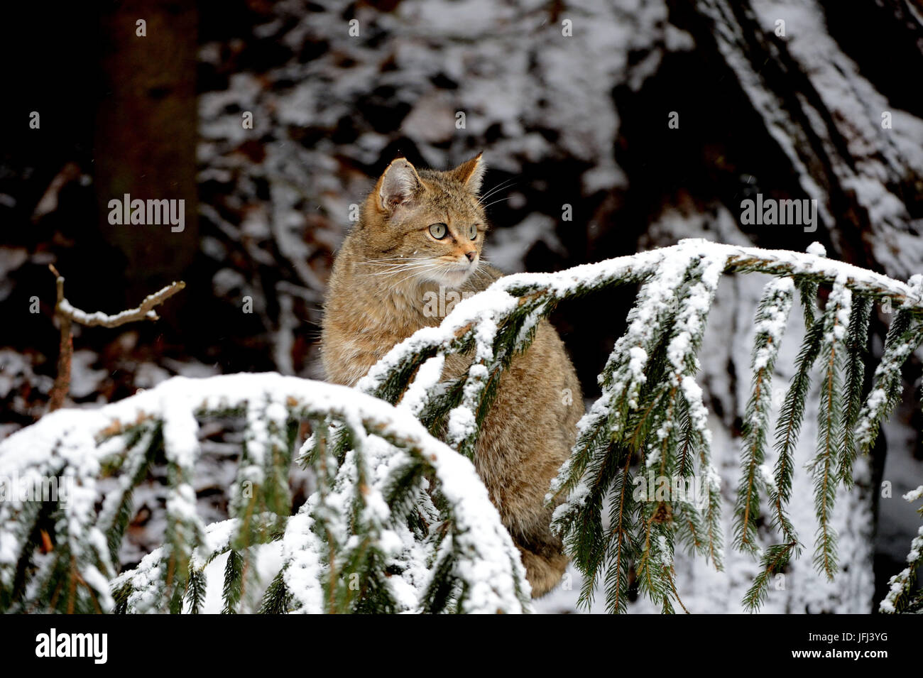 Wildcats in the snow hi-res stock photography and images - Alamy