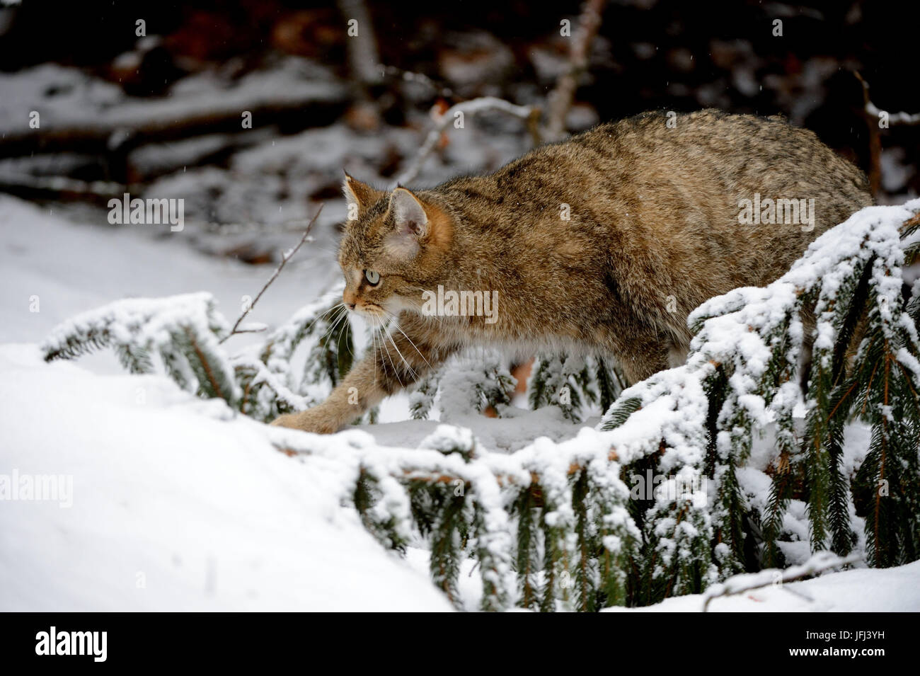 Wildcat in the winter snow Stock Photo - Alamy