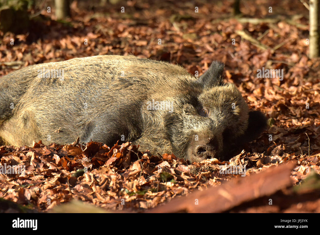 Wild boar in the autumn foliage Stock Photo - Alamy