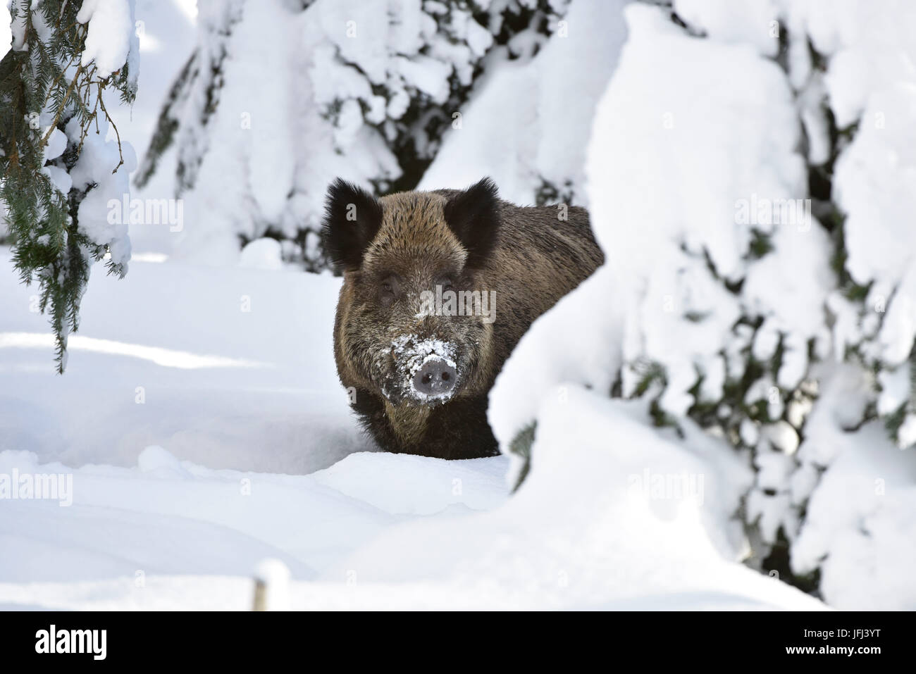 Wild boar in winter Stock Photo - Alamy
