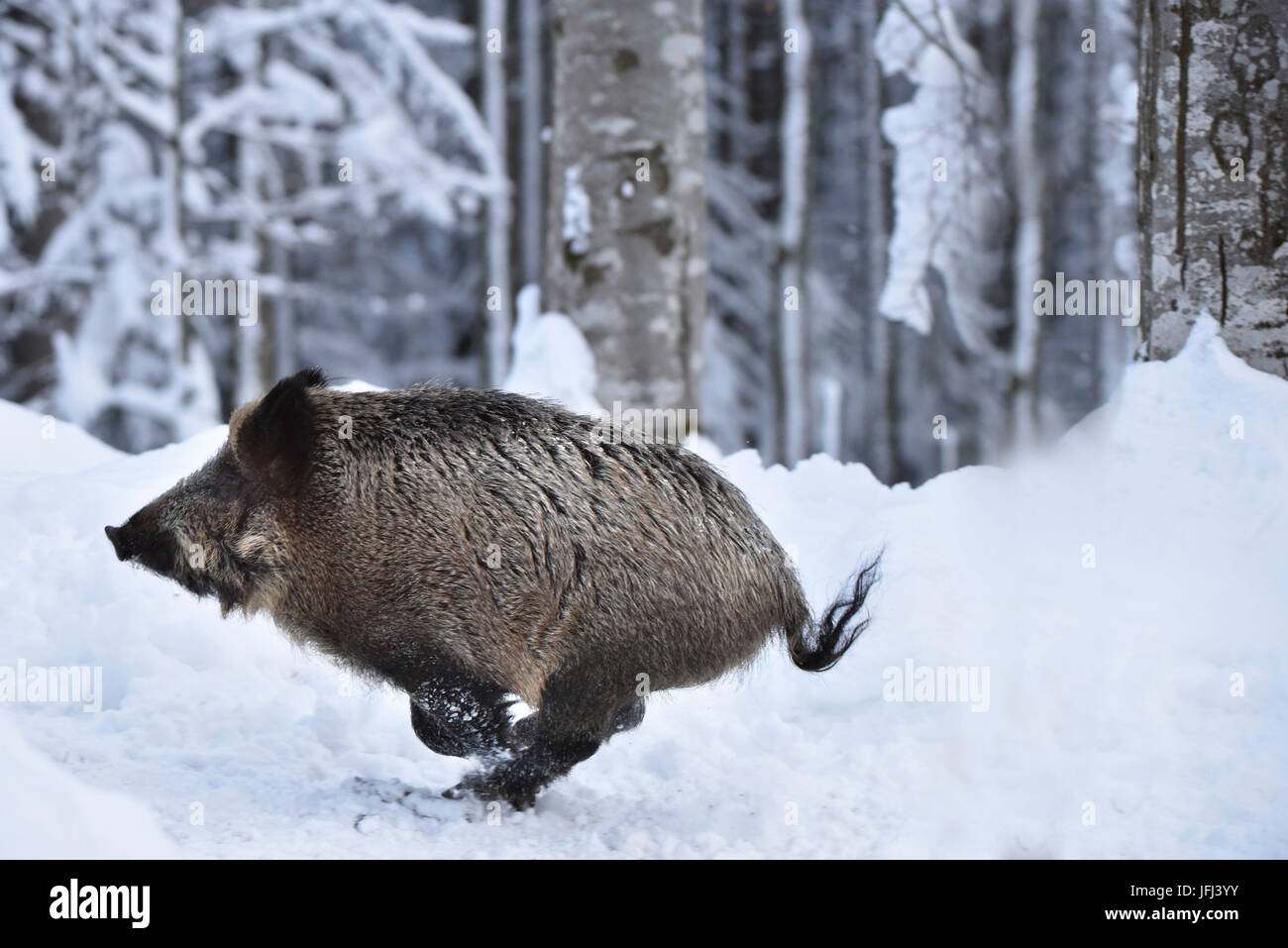 Wild boar in winter Stock Photo - Alamy