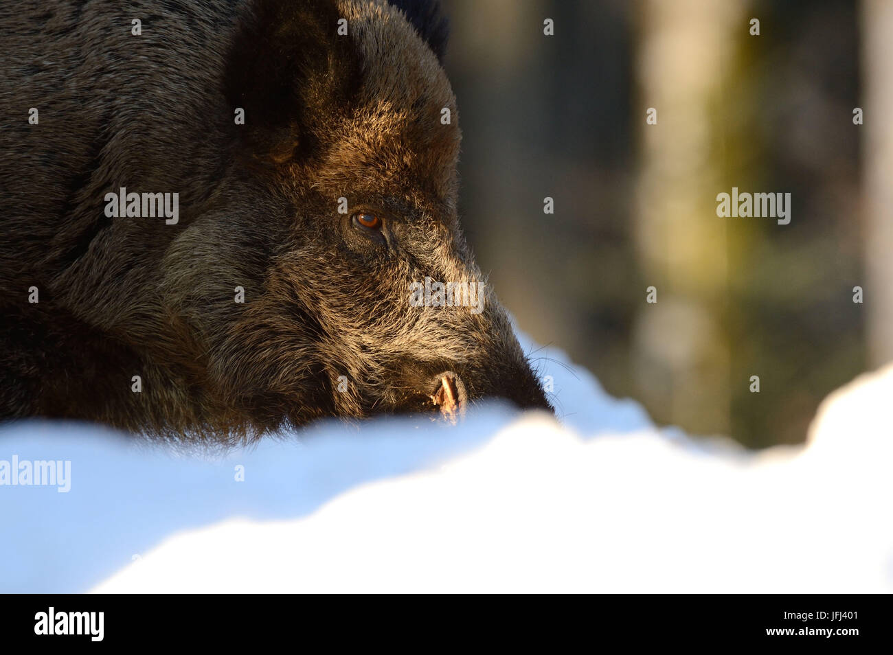 Wild boar in winter Stock Photo - Alamy