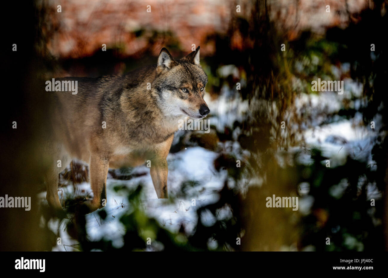 Wolves in winter Stock Photo - Alamy