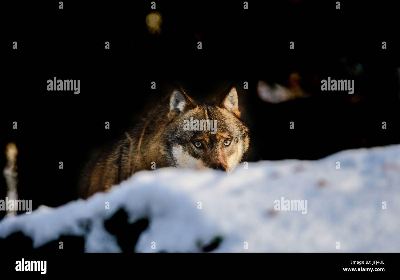 Wolves in winter Stock Photo - Alamy