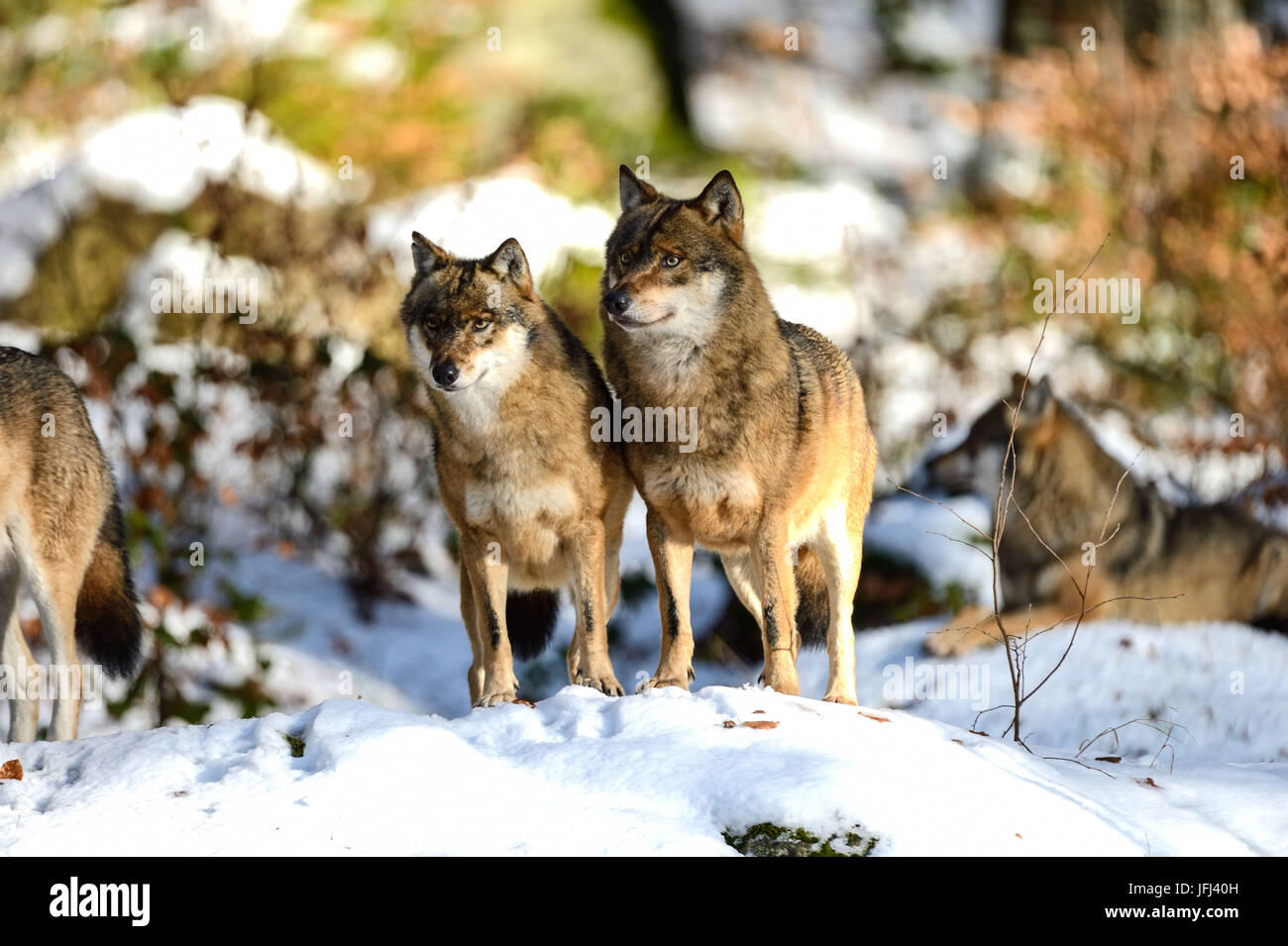 Wolves in winter Stock Photo - Alamy