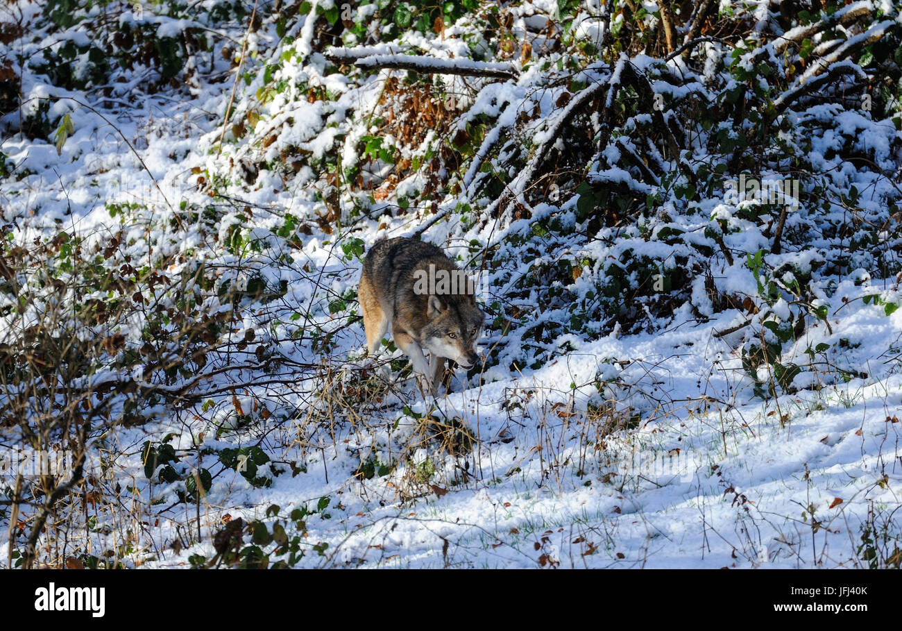 Wolves in winter Stock Photo - Alamy