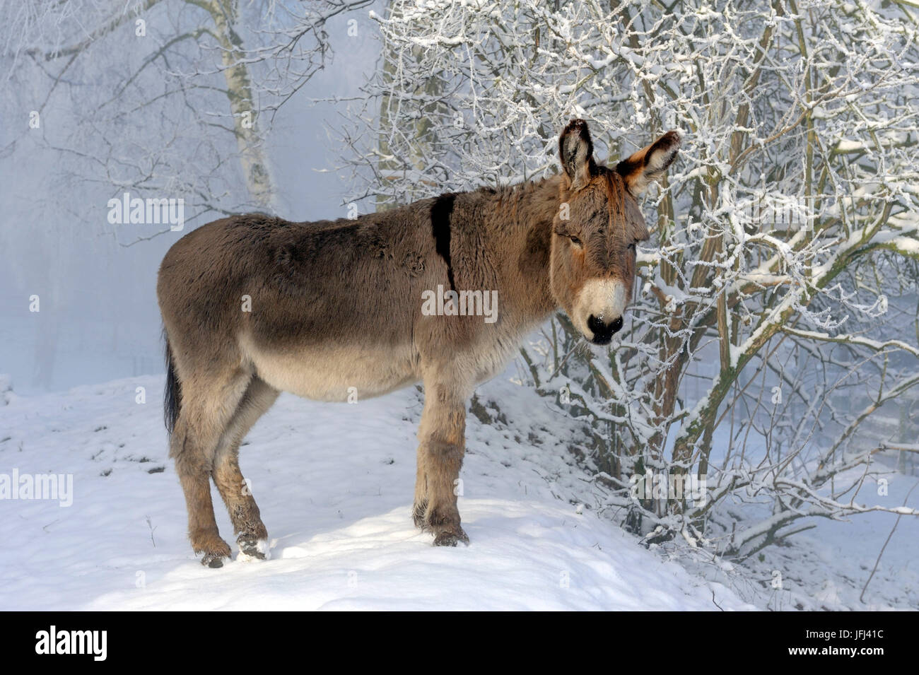 Donkey stands hi-res stock photography and images - Alamy