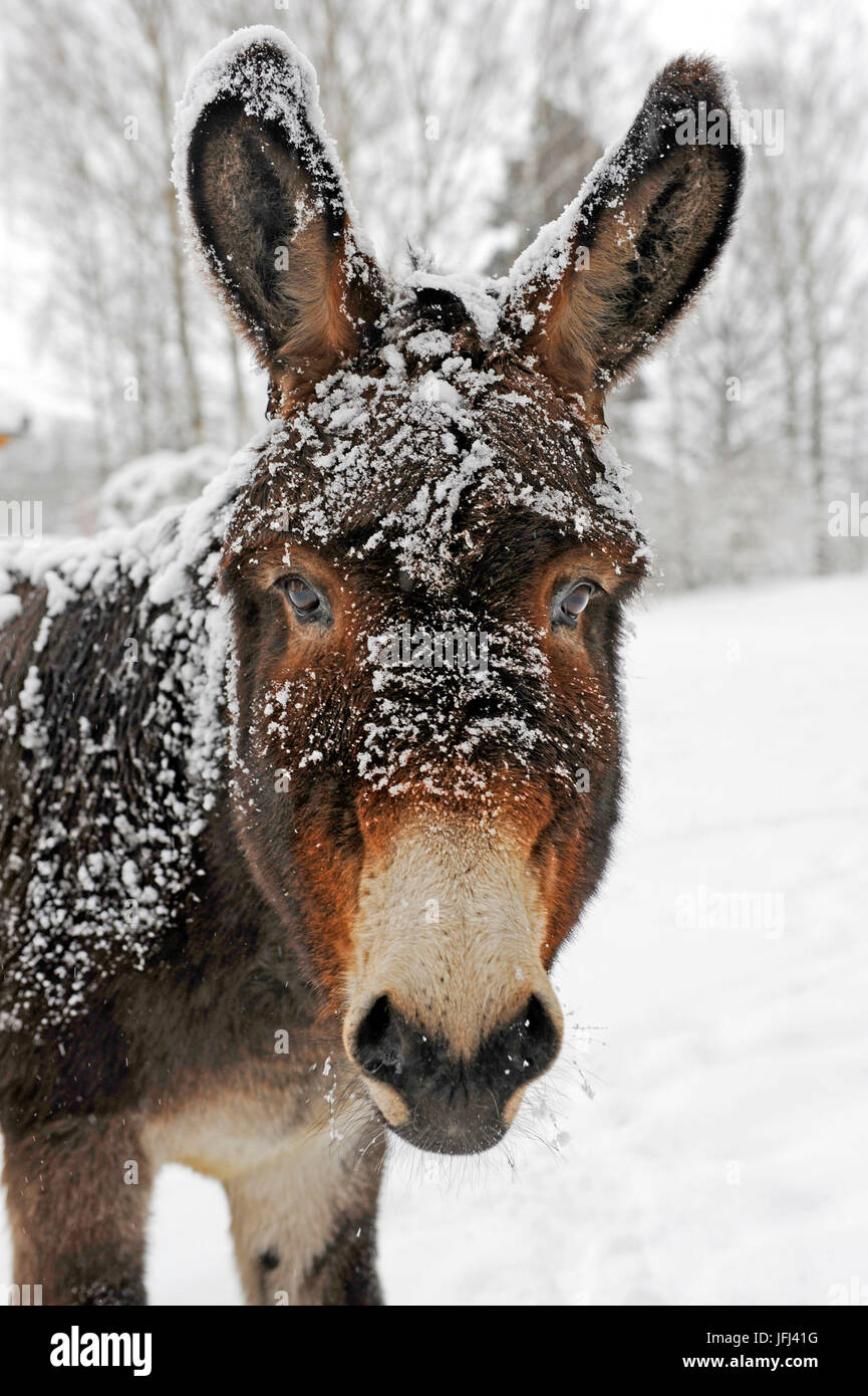 A brown donkey commited with snow on wintry pasture Stock Photo - Alamy