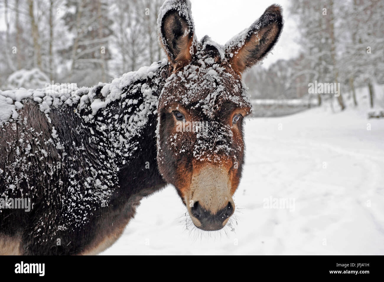 A brown donkey commited with snow on wintry pasture Stock Photo - Alamy