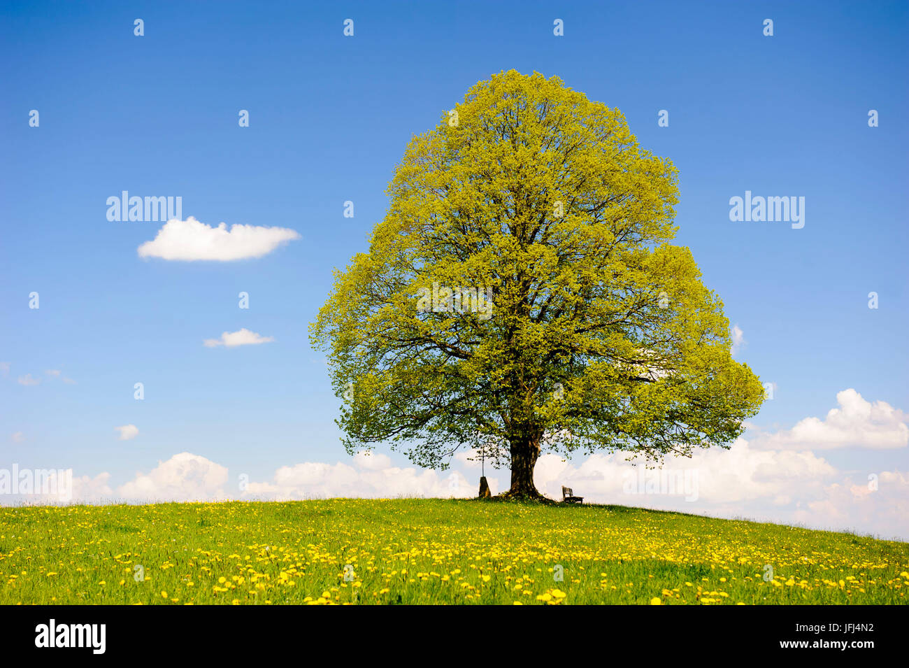 Big lime-tree as a single tree in the spring Stock Photo - Alamy