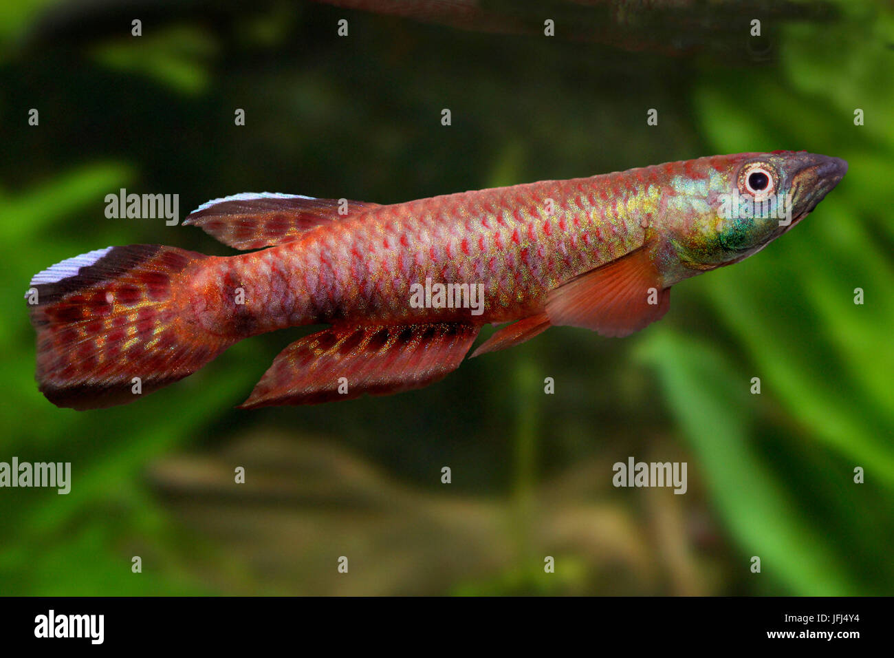 striped panchax, aquarium fish, Aplocheilus lineatus, the Indian ...