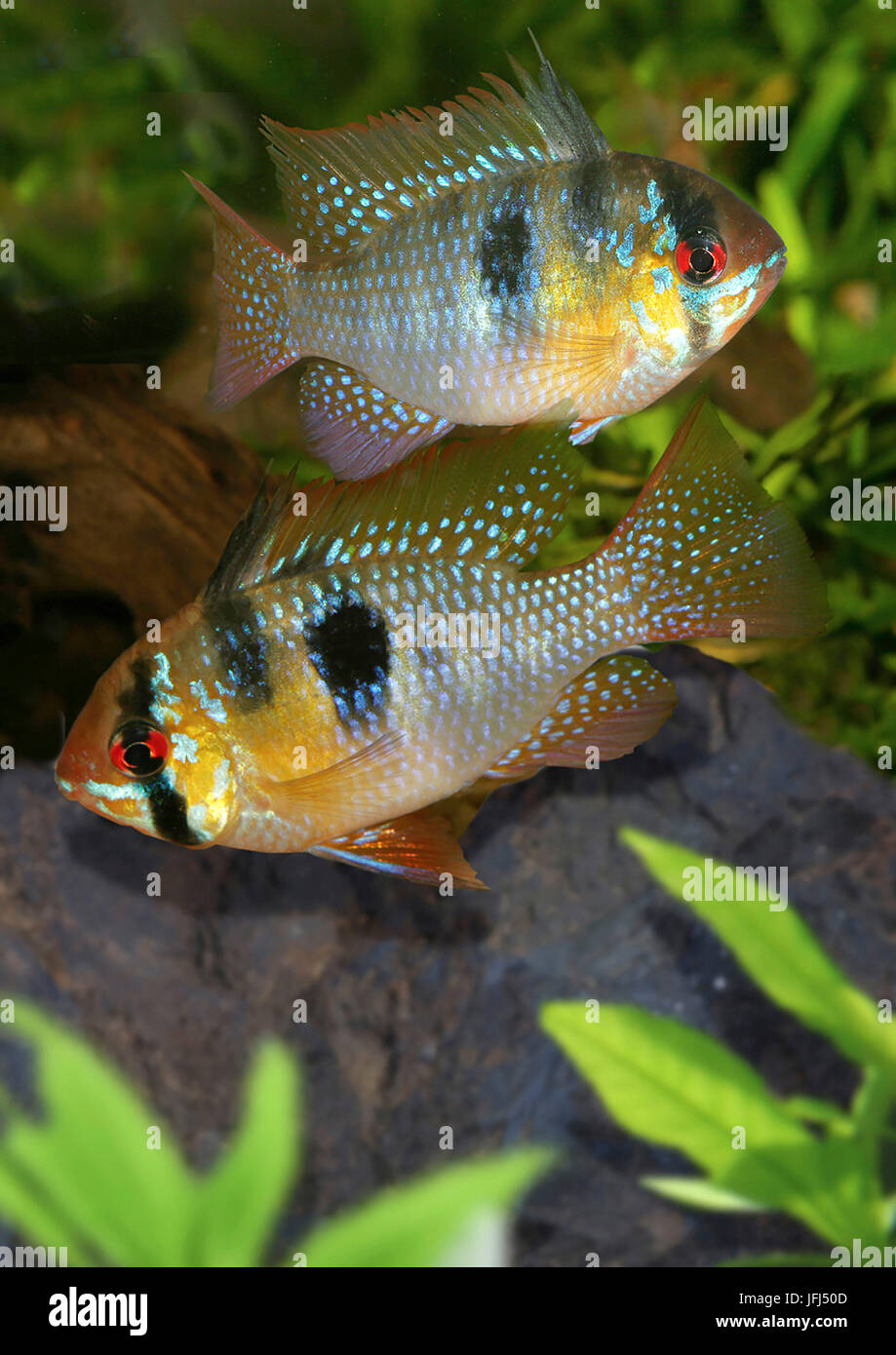 ram cichlid, Microgeophagus ramirezi, Venezuela, Colombia Stock Photo ...