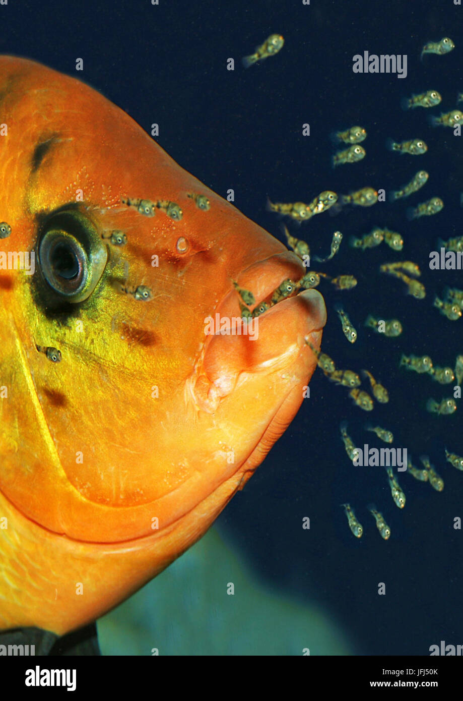 victoria mouthbrooder, Haplochromis spec., Africa, family Cichlidae ...