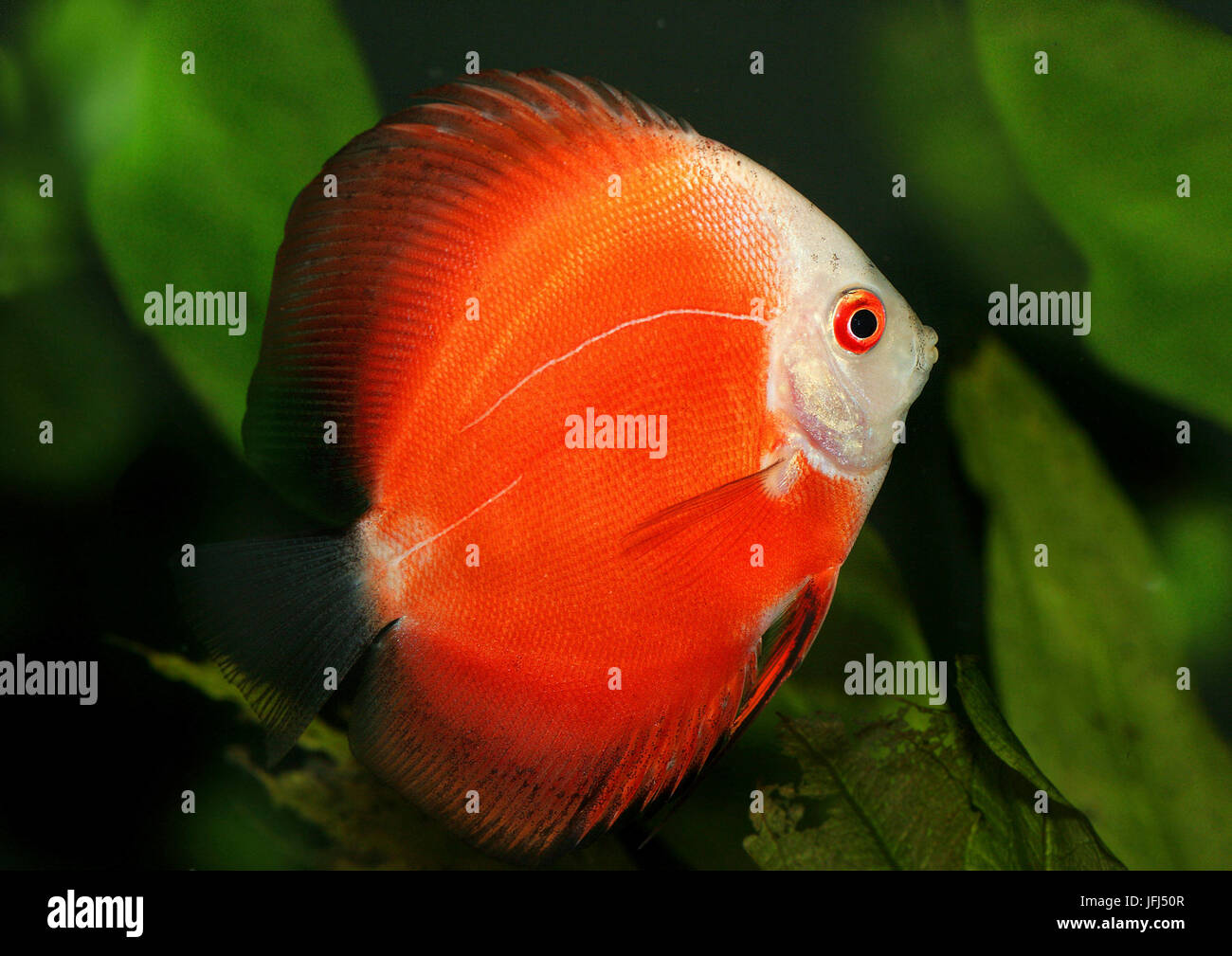 discus, Symphysodon aequifasciatus Stock Photo - Alamy