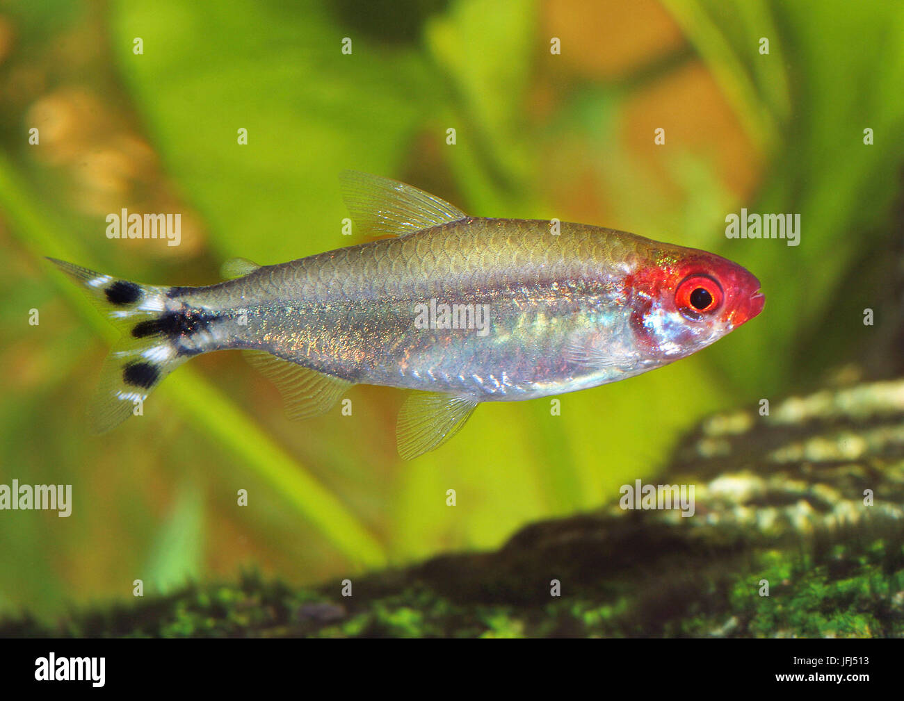 rummy-nosed tetra, Hemigrammus bleheri, Brazil, Rio Negro, aquarium ...
