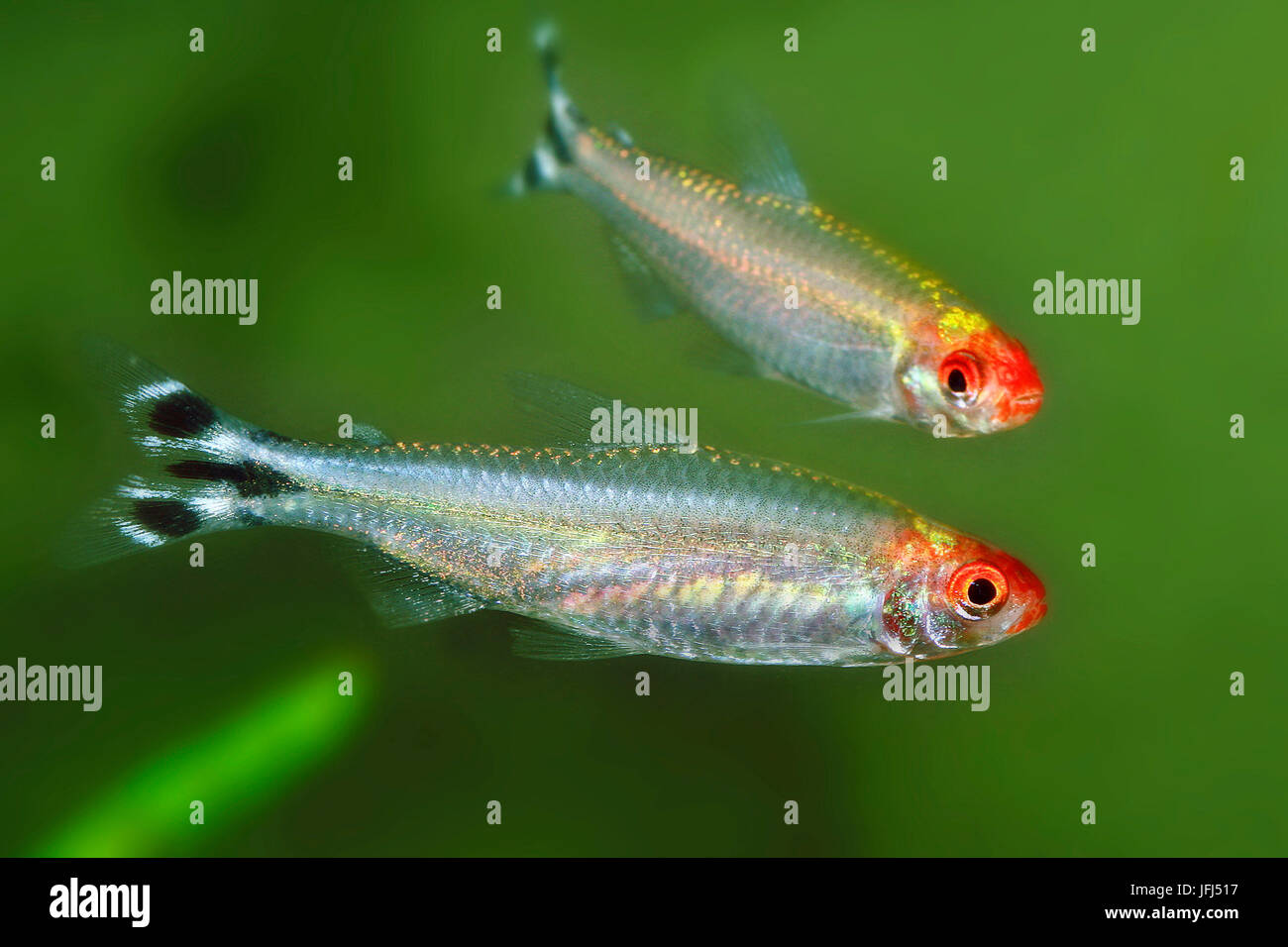 rummy-nosed tetra, Hemigrammus bleheri, Brazil, Rio Negro, aquarium ...