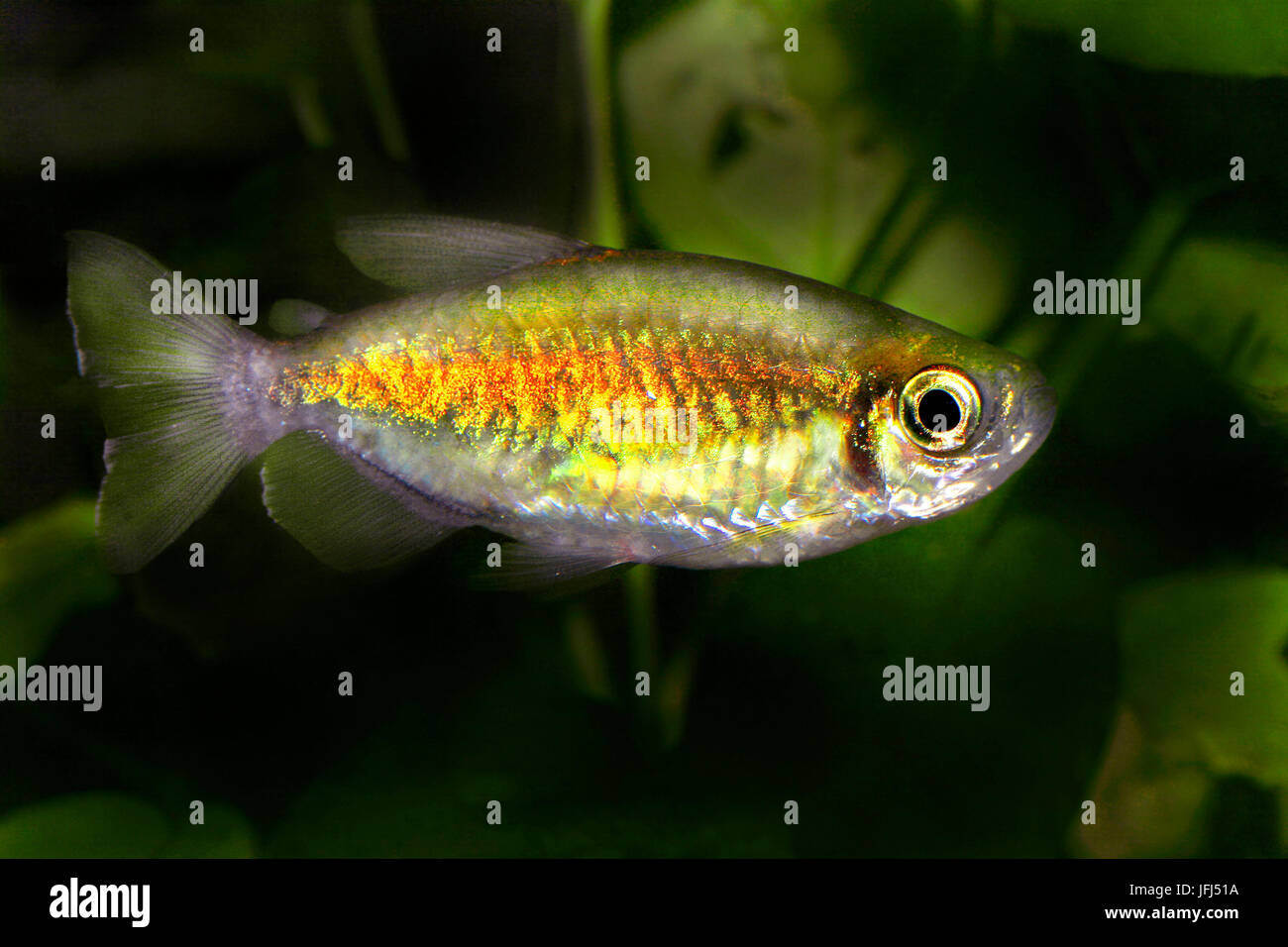 Yellow Congo tetra, Hemigrammopetersius caudalis, Africa, Zaire cymbal ...