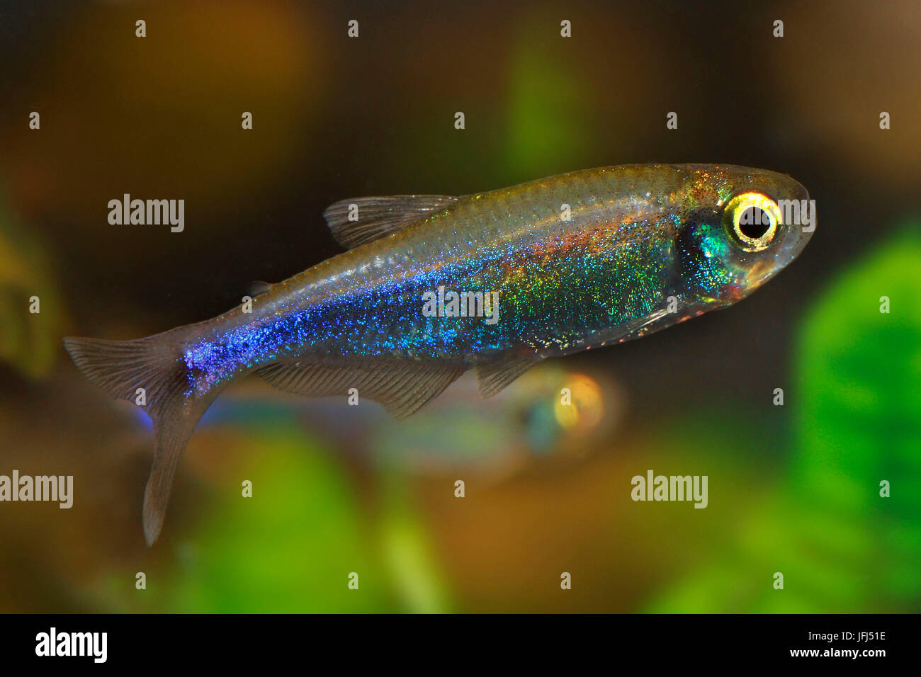 Borki hi-res stock photography and images - Alamy