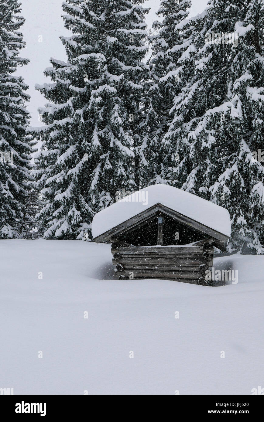 Snow on barn and conifers, winter wood, snowfall Stock Photo - Alamy