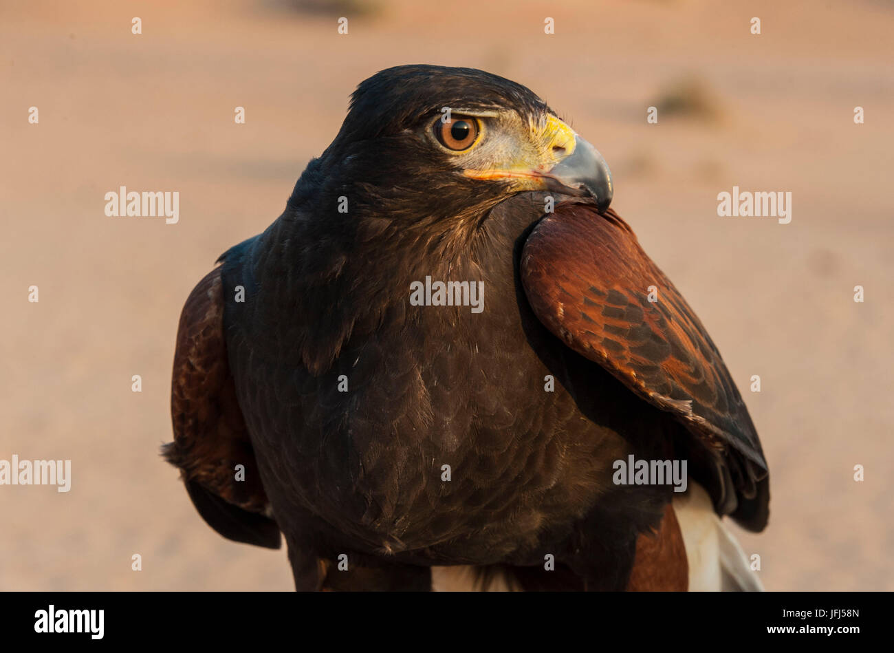 Arabian peninsula bird hi-res stock photography and images - Alamy