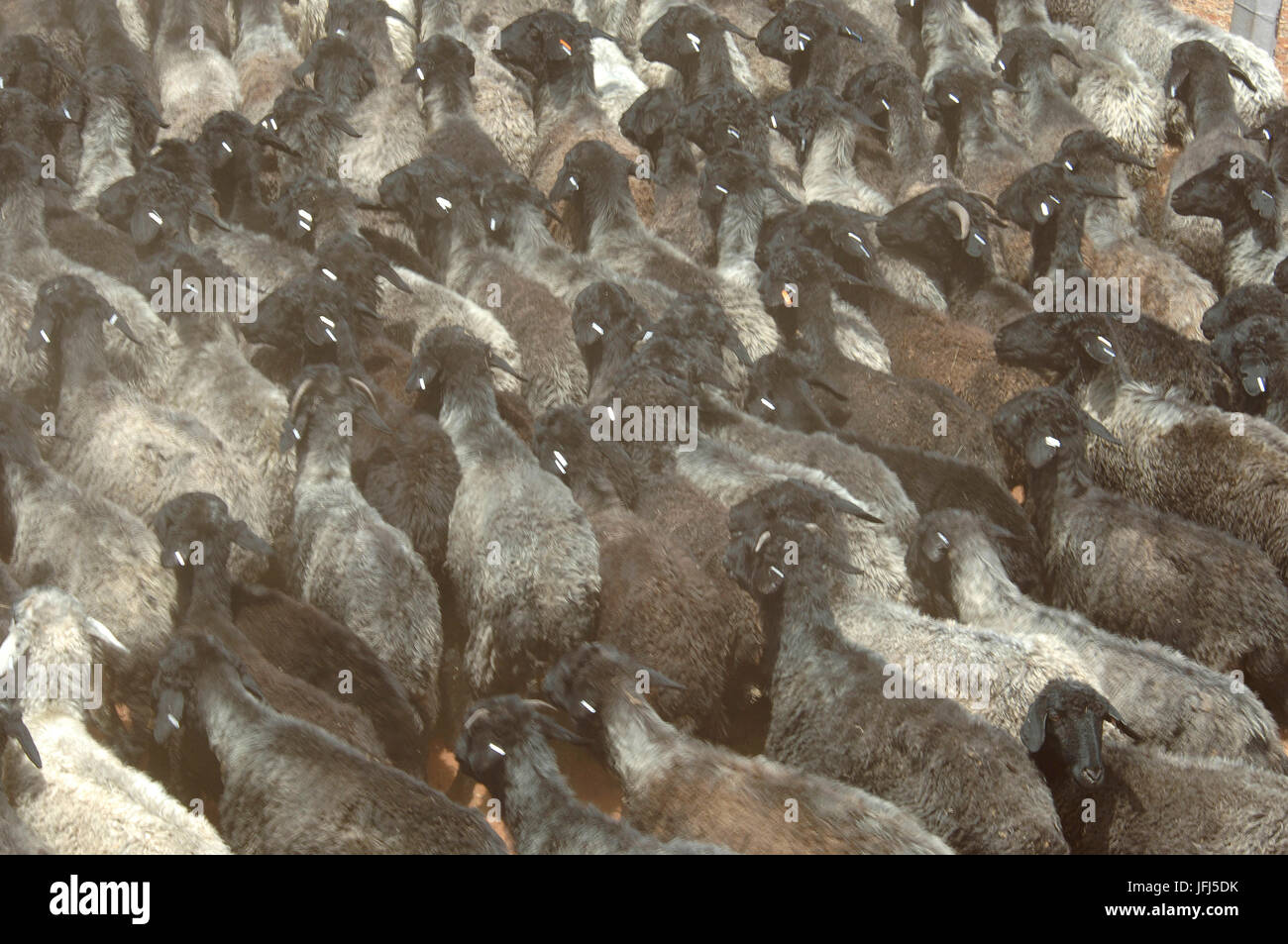Karakul sheep hi-res stock photography and images - Alamy