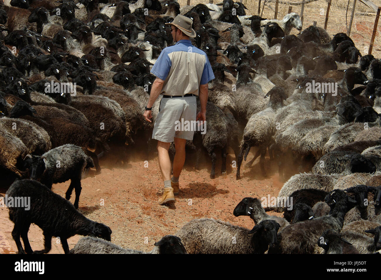 Owner reinhold schreiber with his herd of karakul sheep swakara hi-res ...
