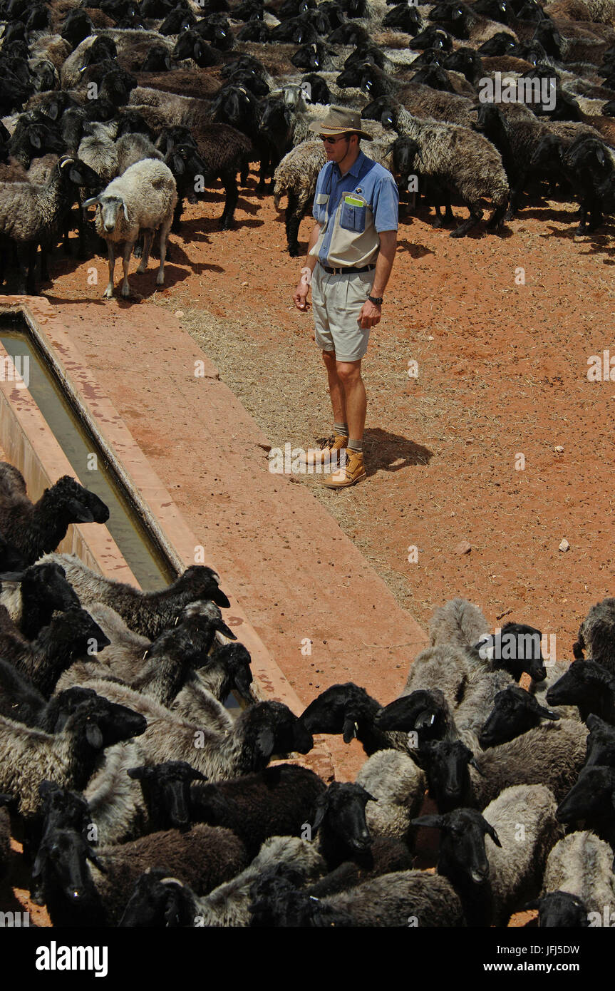 Owner reinhold schreiber with his herd of karakul sheep swakara hi-res ...
