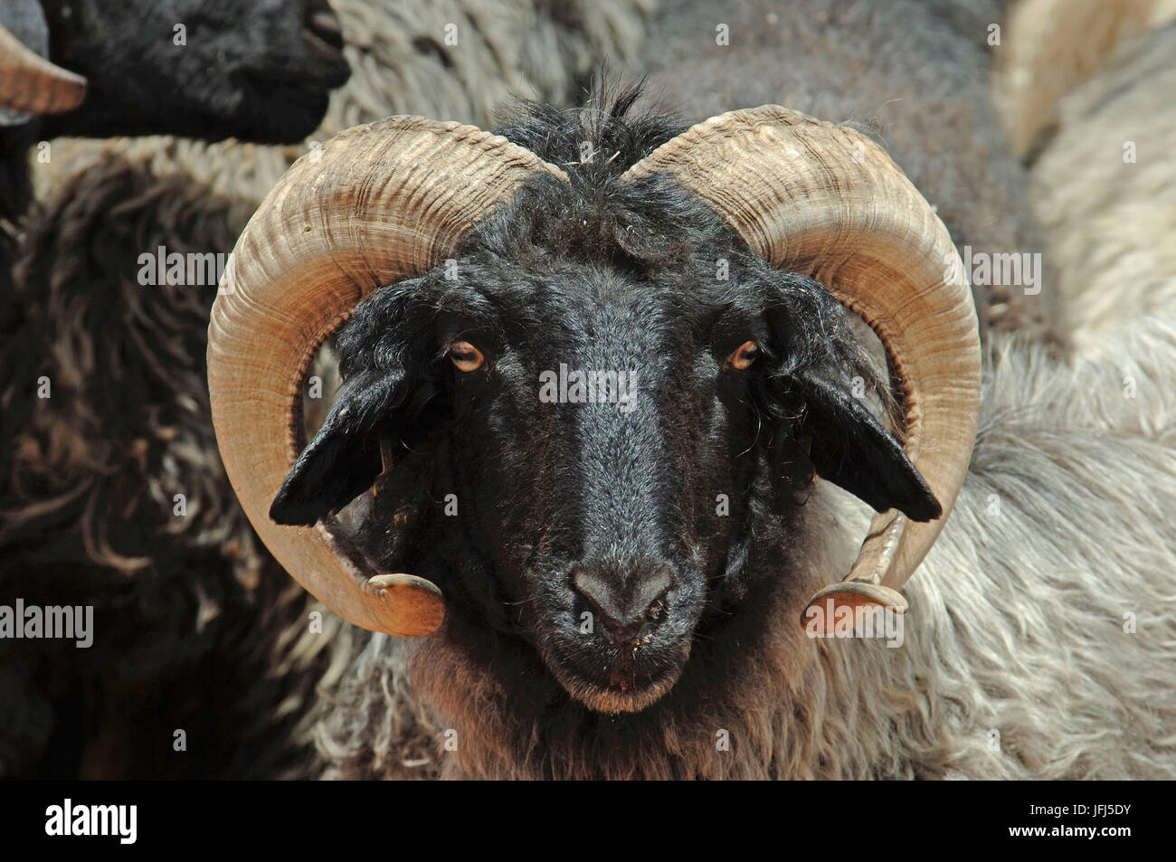 Karakul sheep hi-res stock photography and images - Alamy