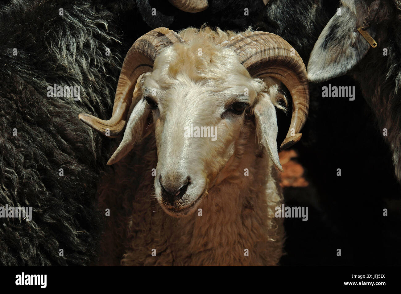 Karakul sheep hi-res stock photography and images - Alamy