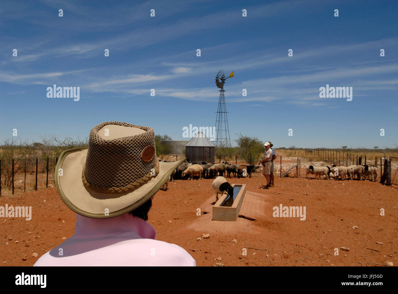 Africa, Namibia, Kalahari, Tivoli farm, Karakul focuses (Swakara Stock ...