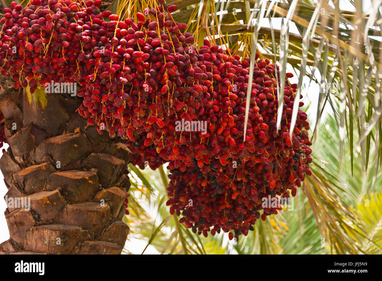 Arabia, Arabian peninsula, Sultanate of Oman, Al Hamra, dates Stock ...