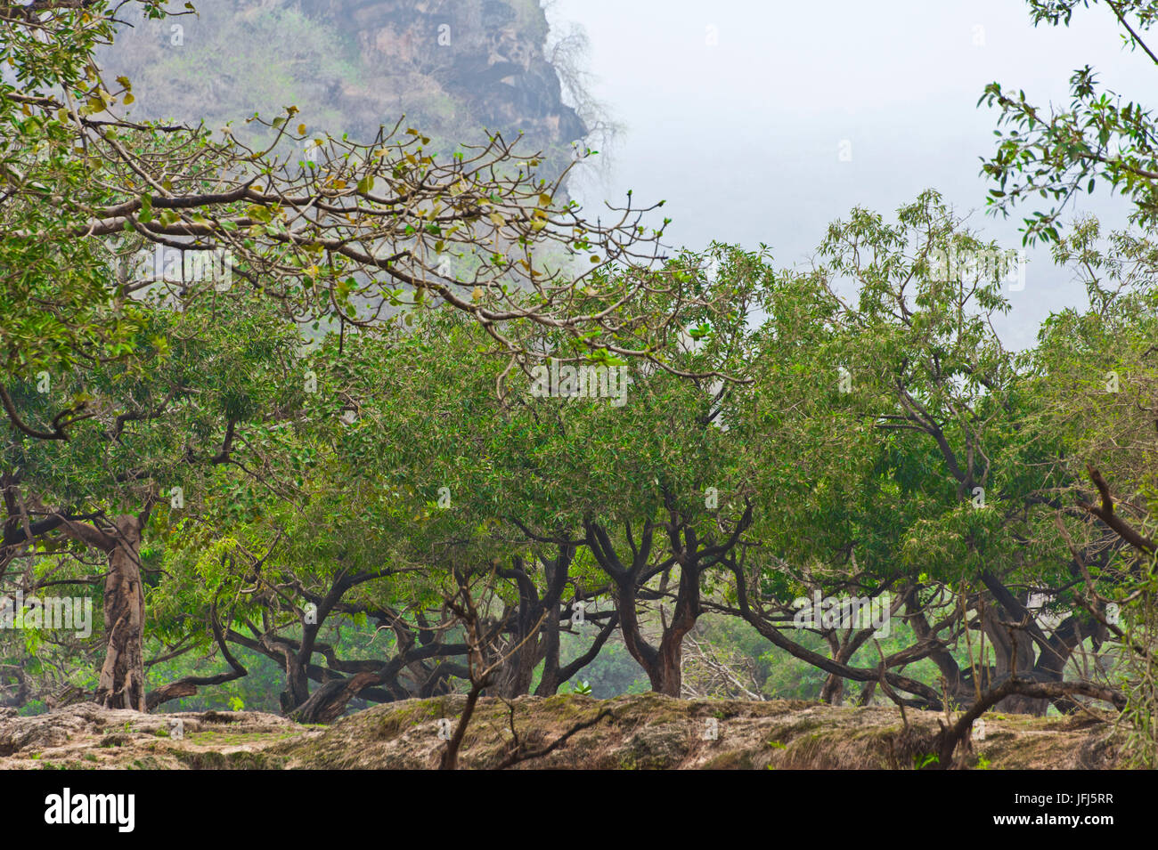 Arabia, Arabian peninsula, Sultanate of Oman, Dhofar, the south of Oman ...