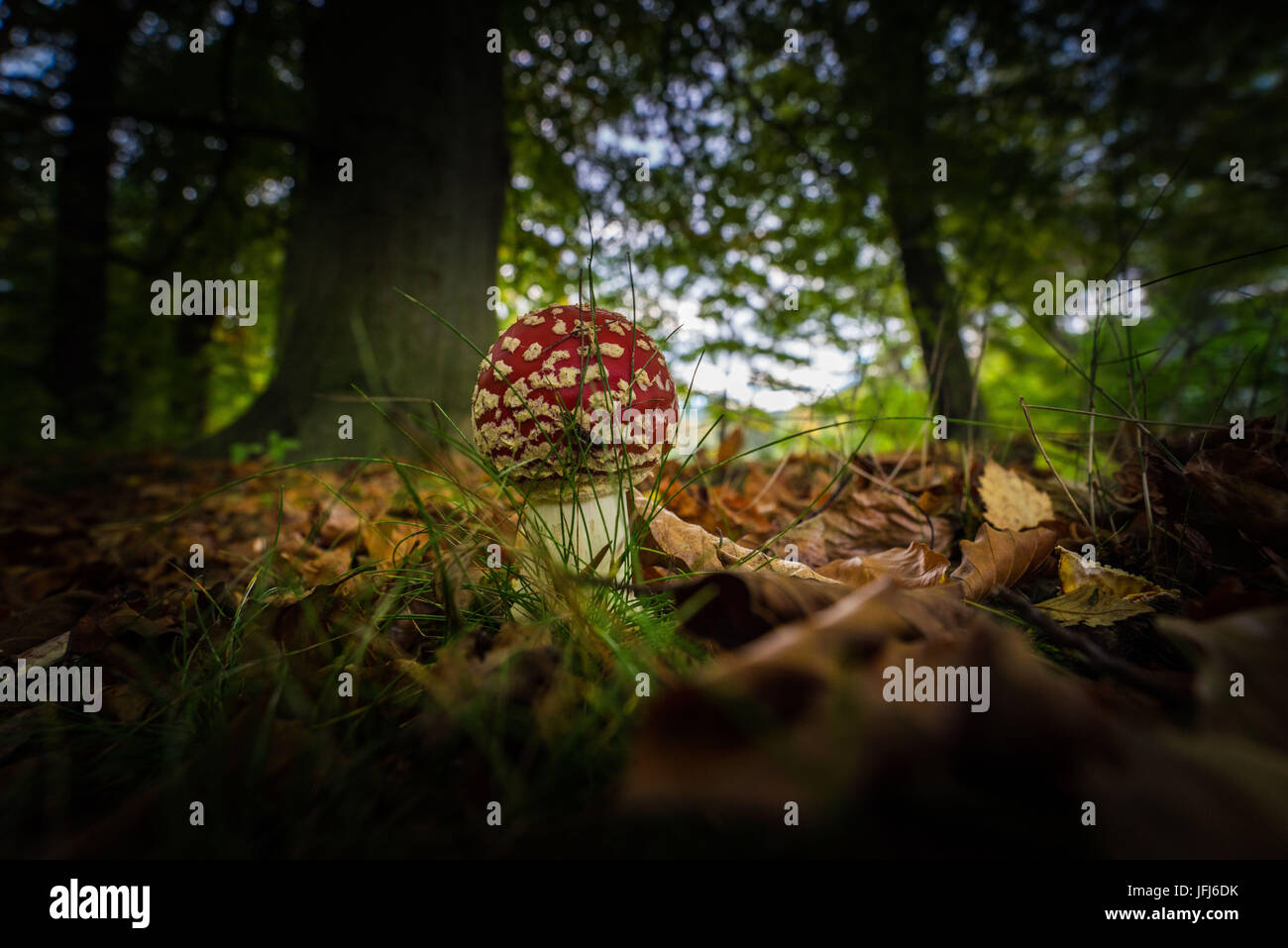 Young toadstool in autumn Stock Photo - Alamy