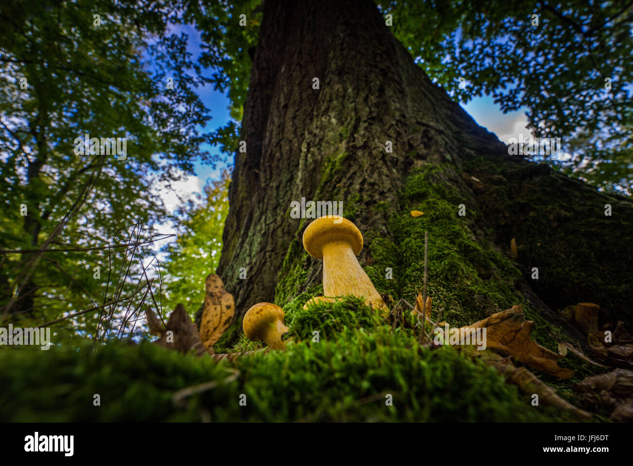 Forest fungi hi-res stock photography and images - Alamy