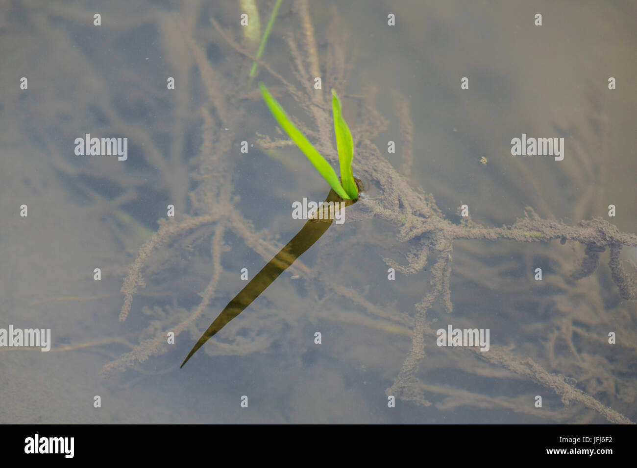 root web and young plant in the ground of a clear brook, close up Stock ...